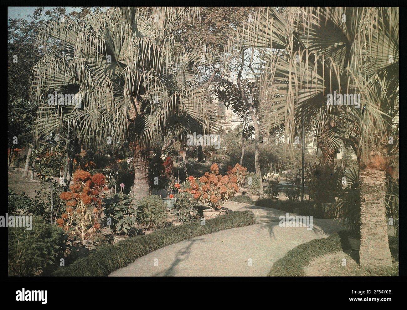 Buitenzorg (Bogor), Java / Indonesia (?): Botanical Garden with exotic ...