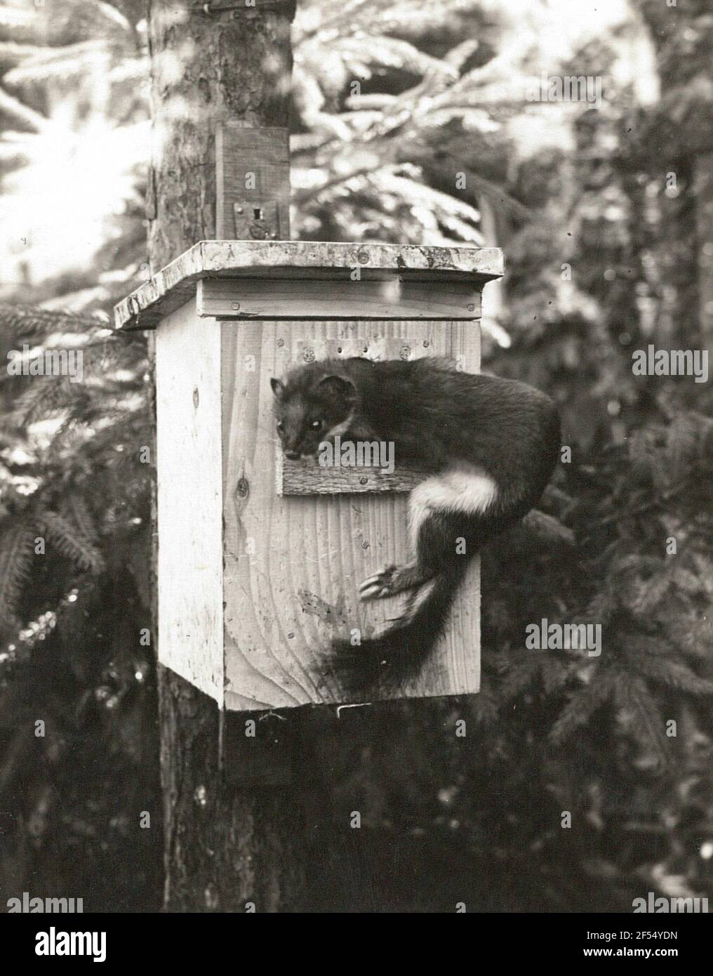 Great Weasel or Hermelin (Mustela Erminea L.) at the nesting box II ...