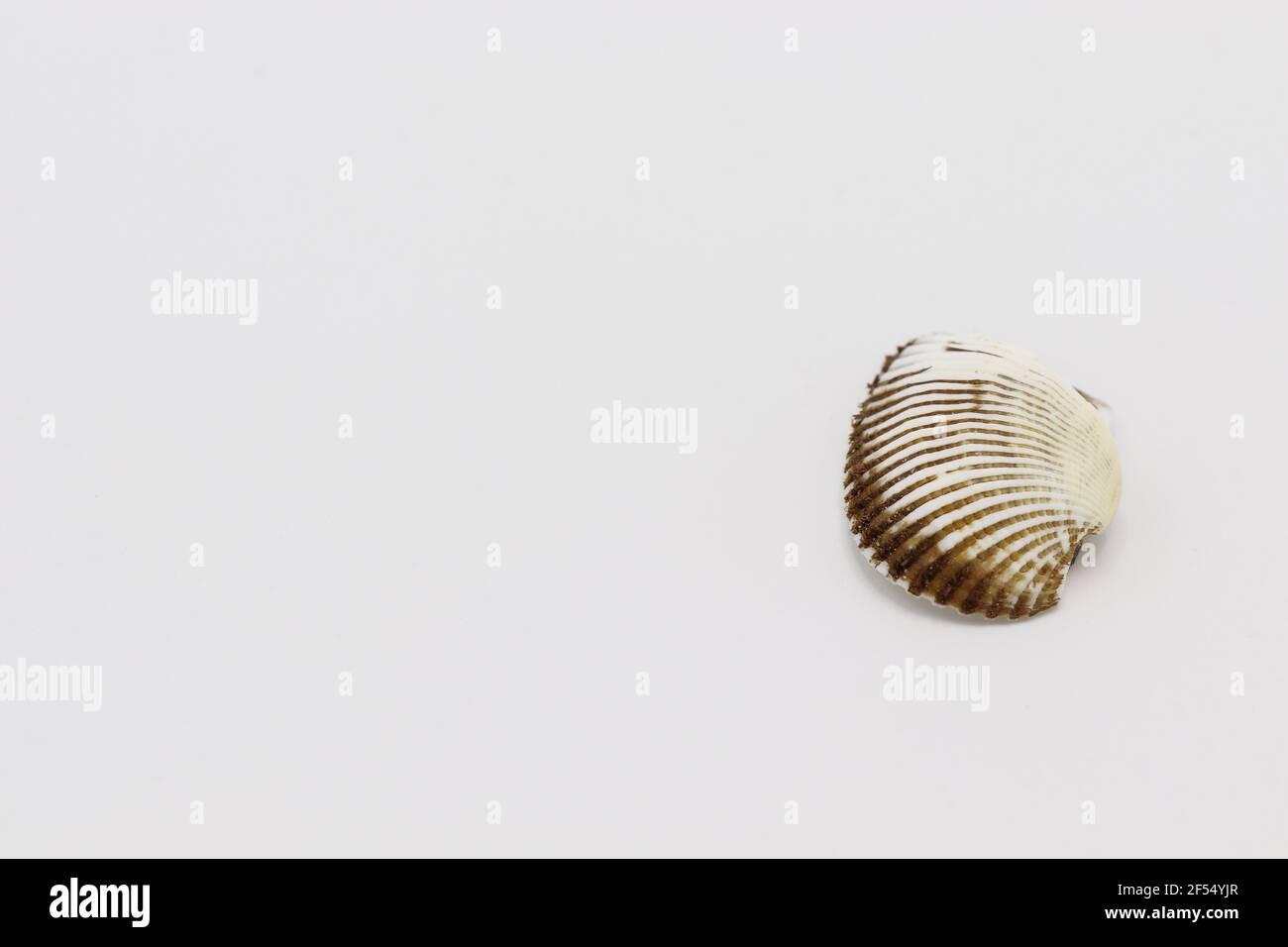 Sea shell isolated on a white background, Seashell on white background ...