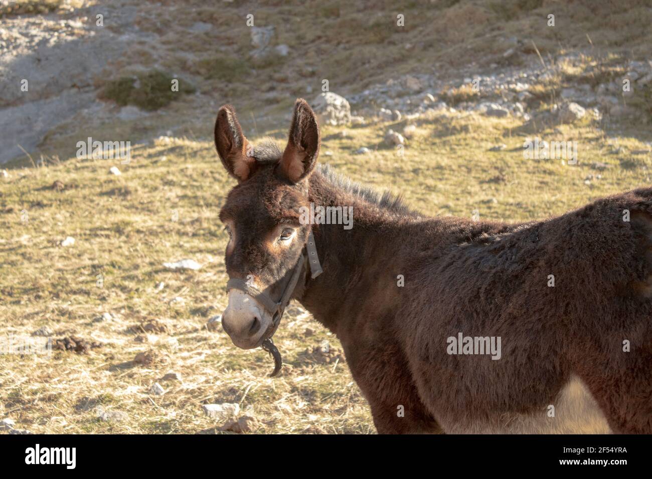 Female Donkey In Spanish