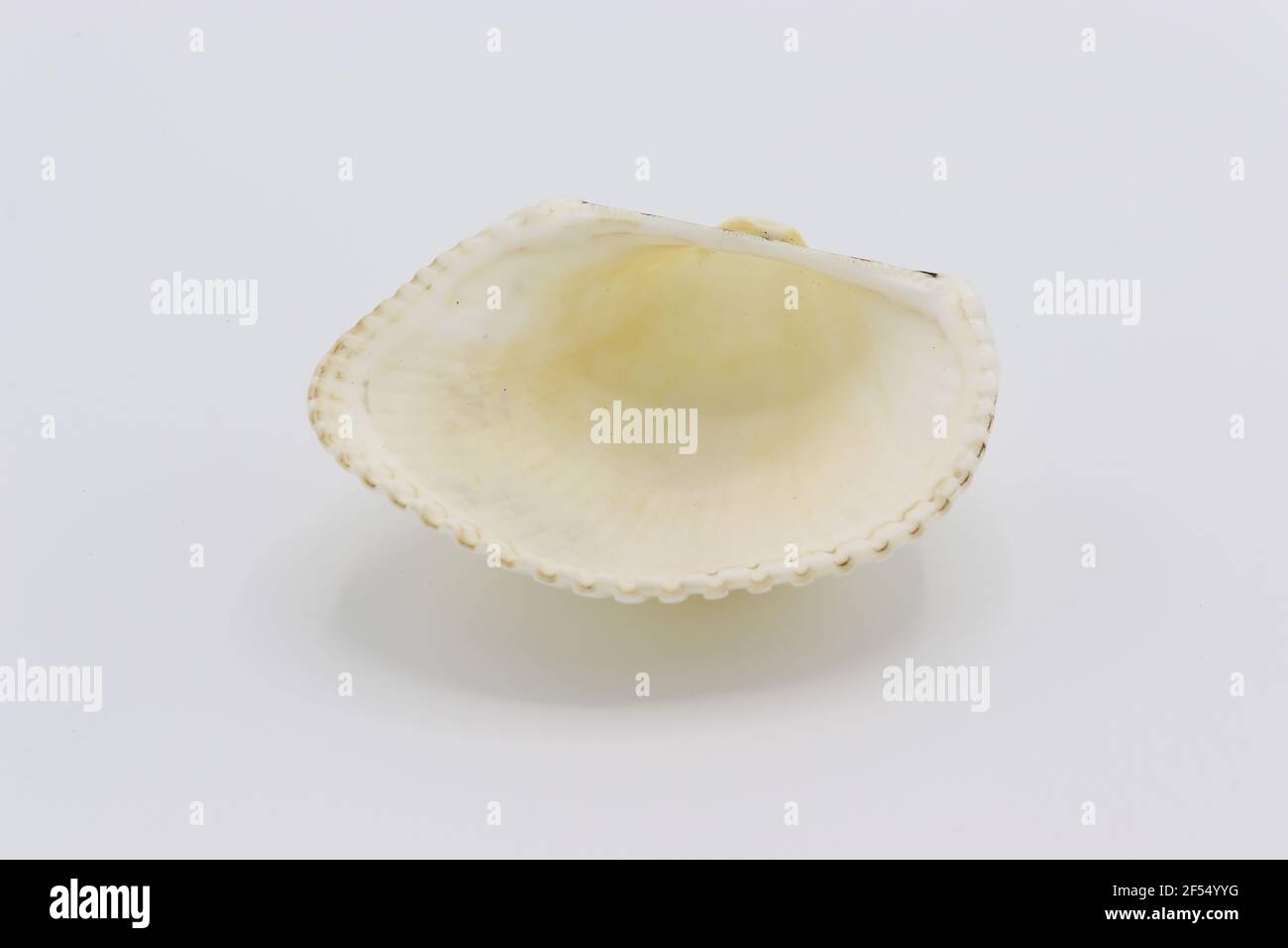Sea shell isolated on a white background, Seashell on white background ...