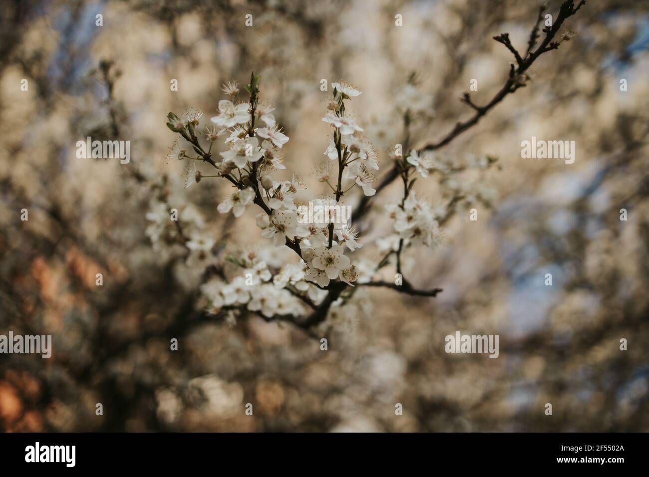 Closeup shot of a tree blossom Stock Photo - Alamy