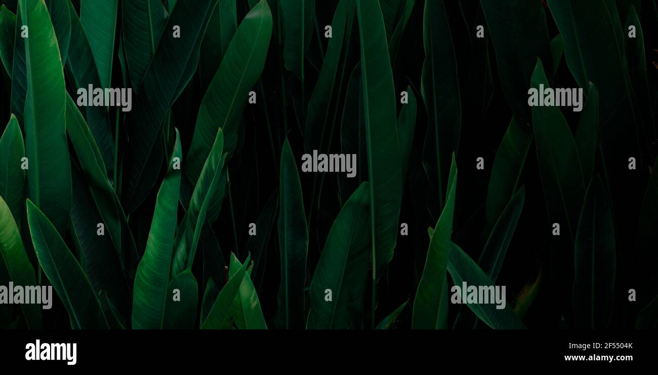 Tropical leaf, large foliage, abstract green texture, nature background ...