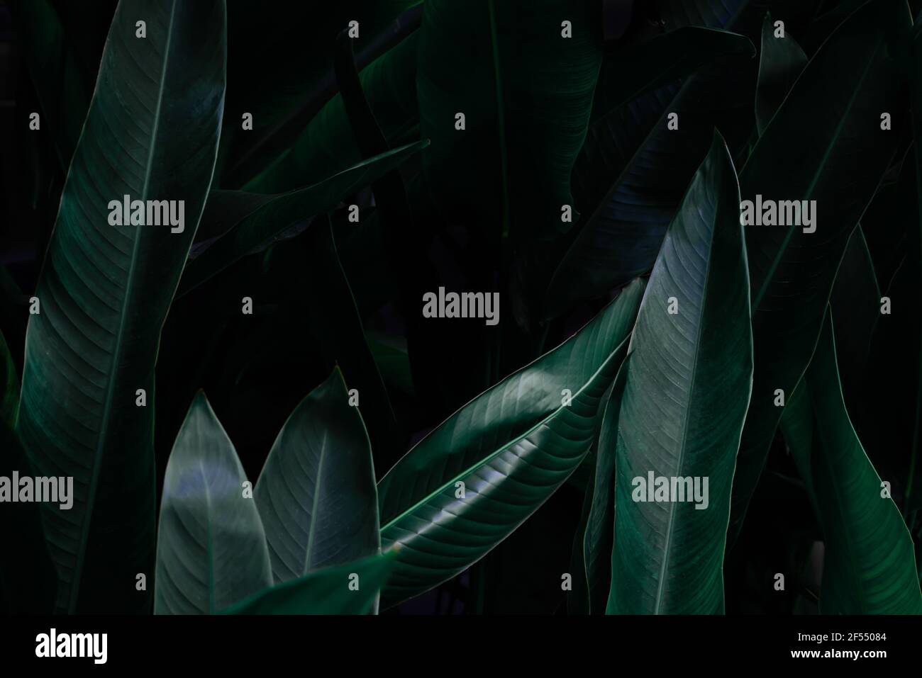 Tropical leaf, large foliage, abstract green texture, nature background ...