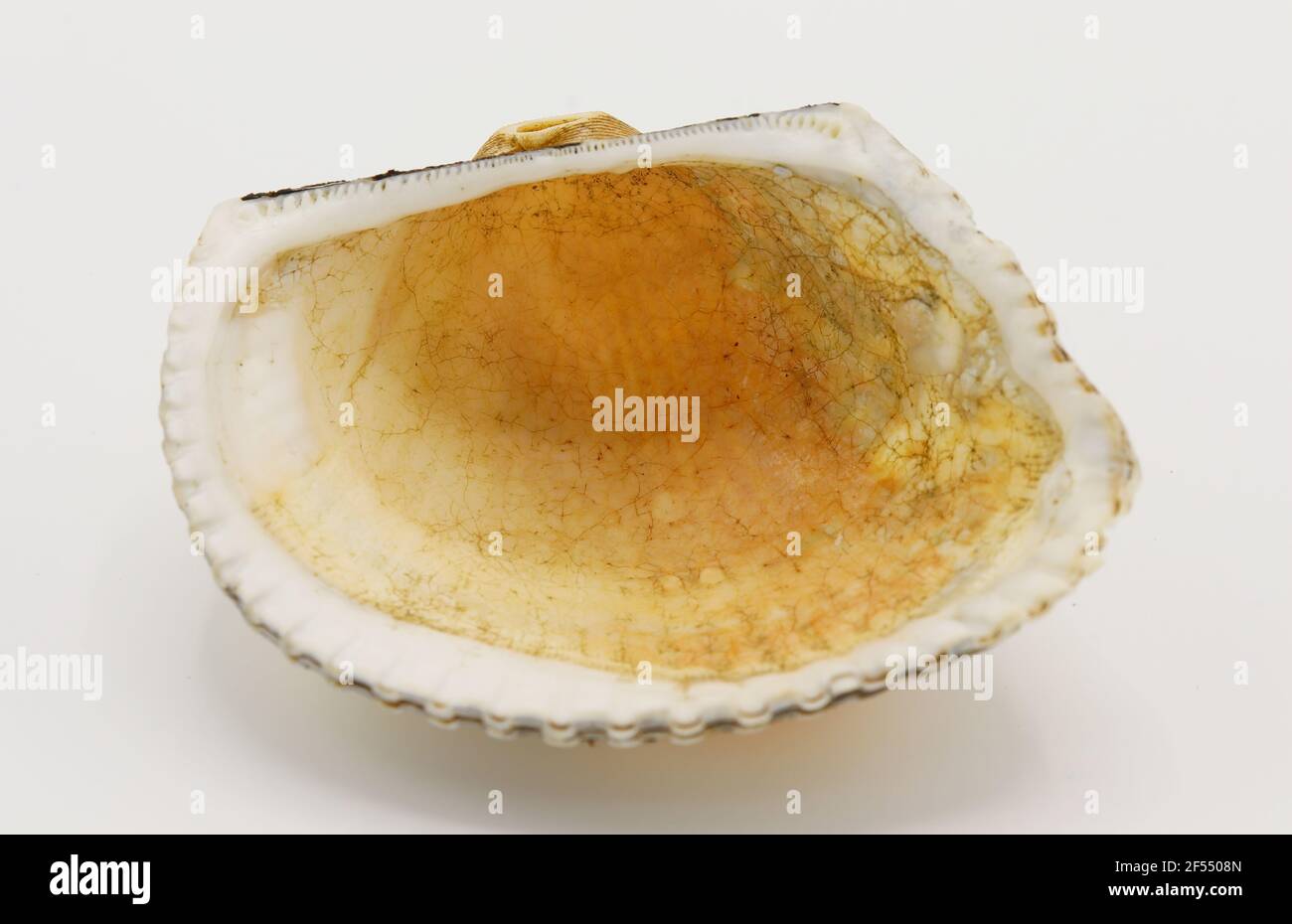 Sea shell isolated on a white background, Seashell on white background ...
