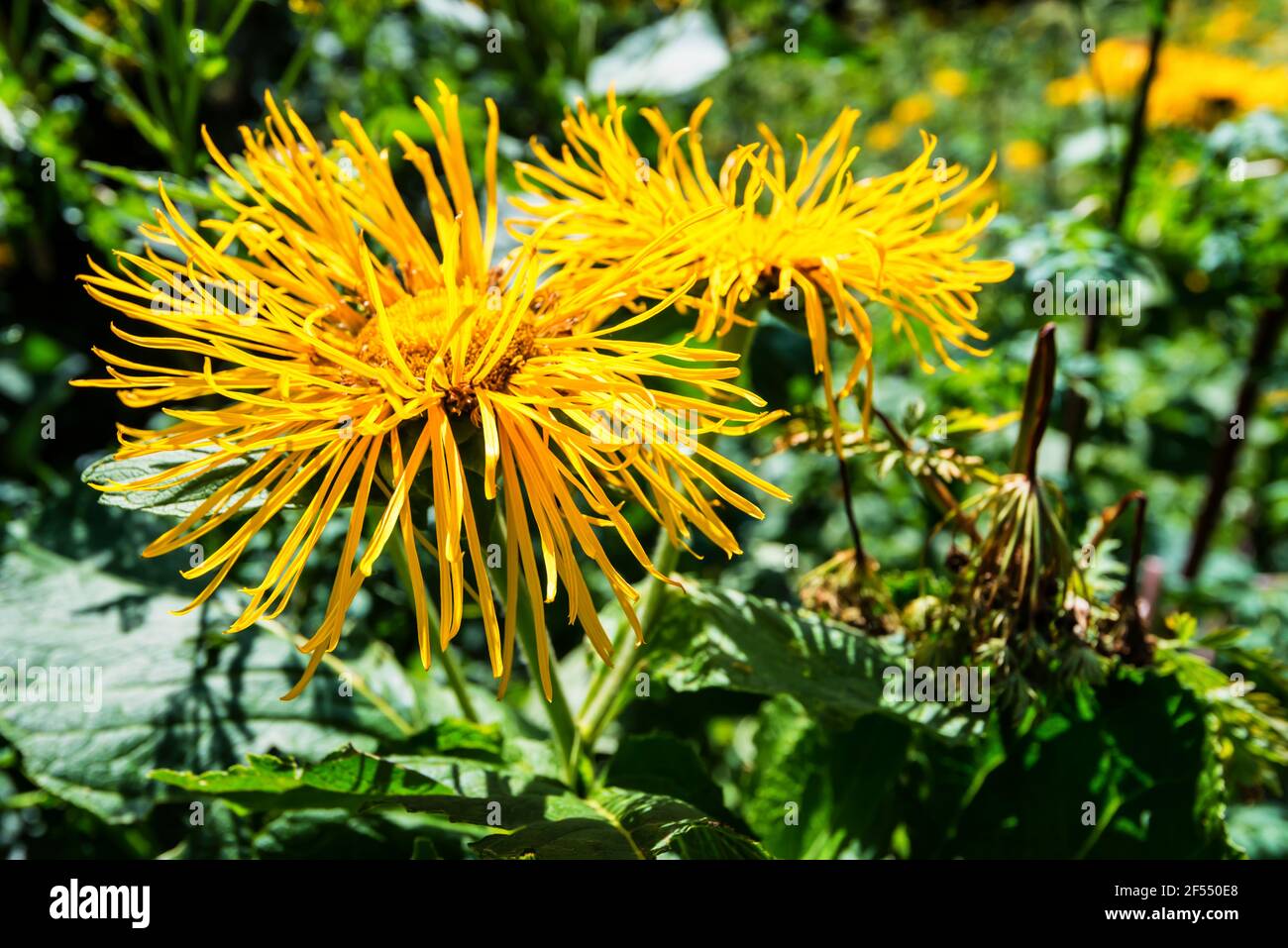Yellow Giant Knapweed flower or Armenian Basket Flower. Its scientific ...