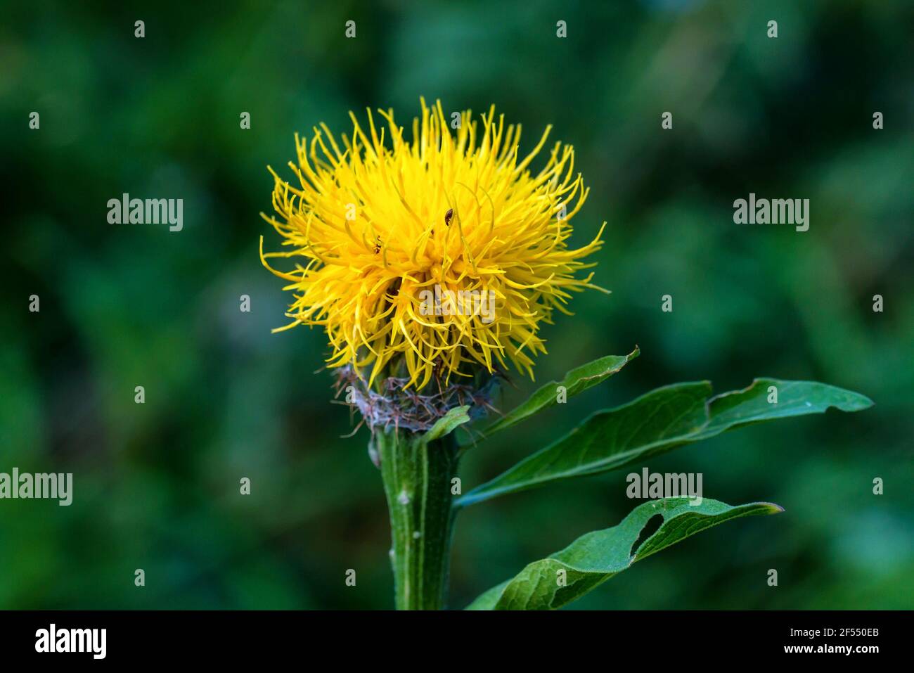 Yellow Giant Knapweed flower or Armenian Basket Flower. Its scientific ...