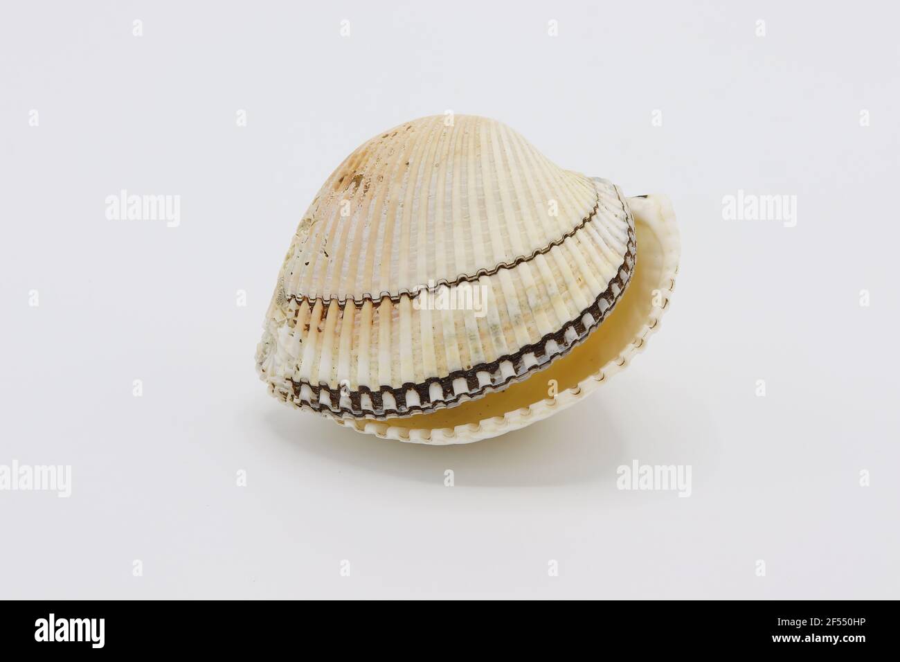 Sea shell isolated on a white background, Seashell on white background ...