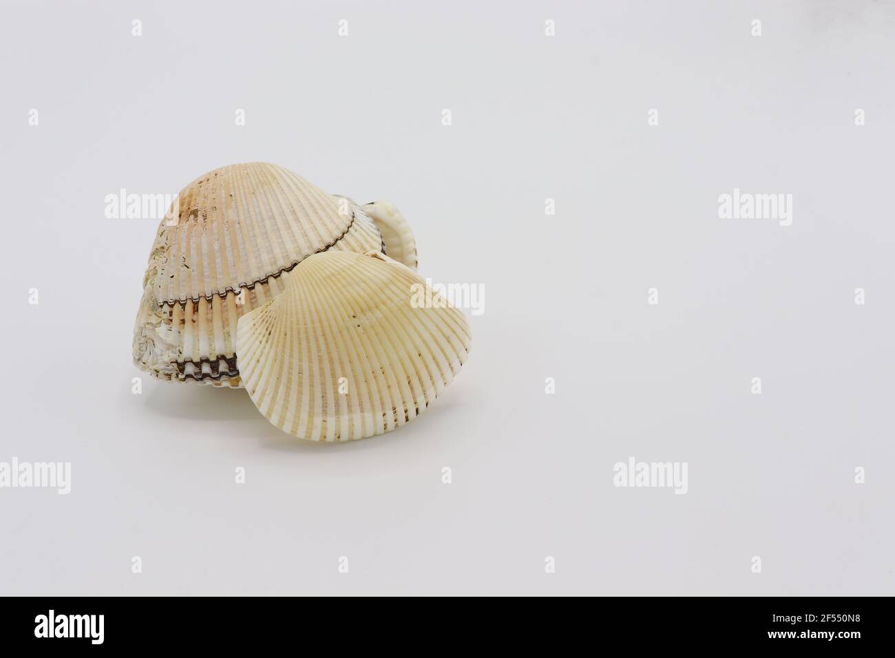 Sea shell isolated on a white background, Seashell on white background ...