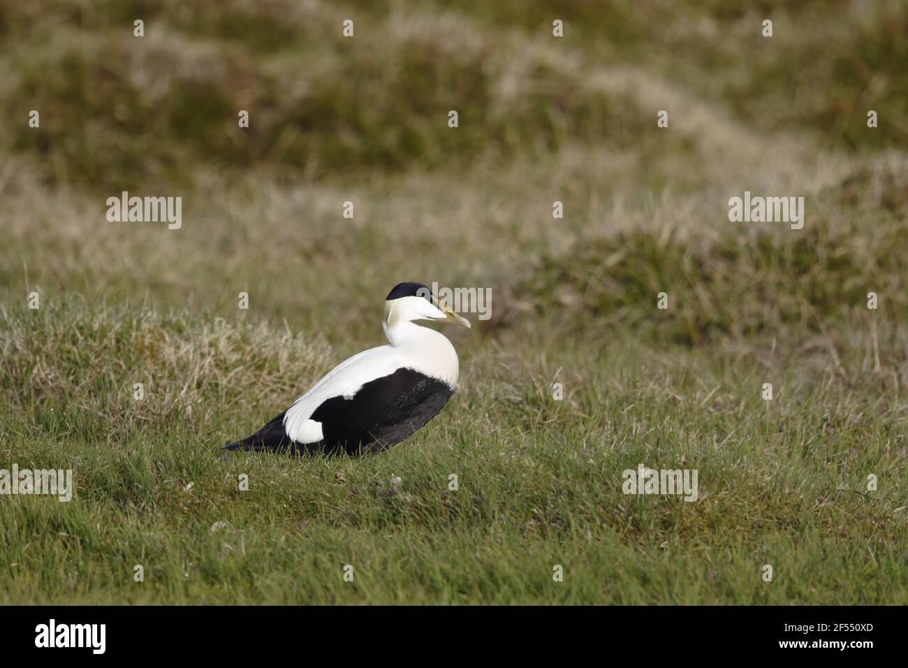 Common Eider - male on land Somateria mollissima Merakkasletta ...