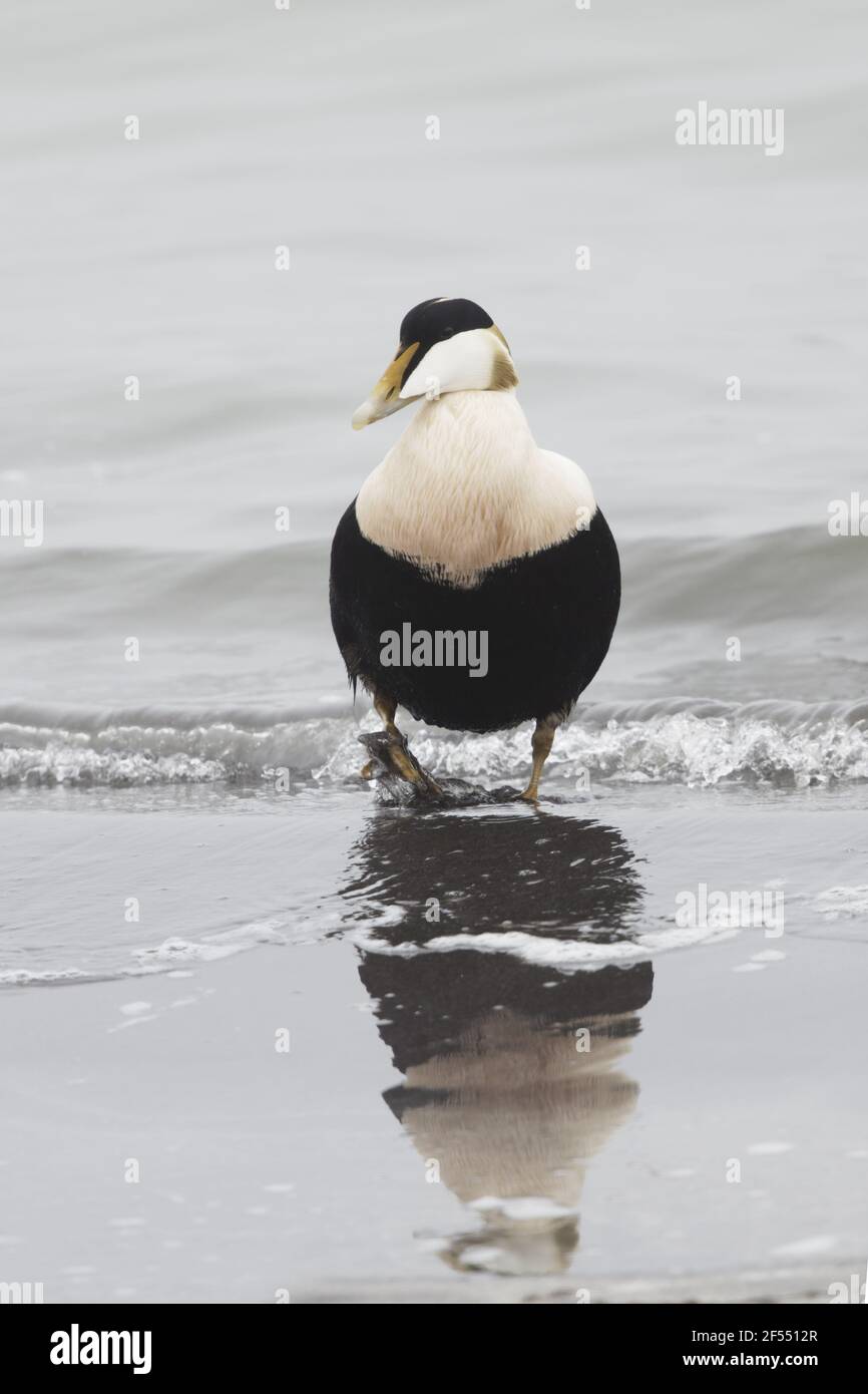 Common Eider - male in shallows Somateria mollissima Merakkasletta ...