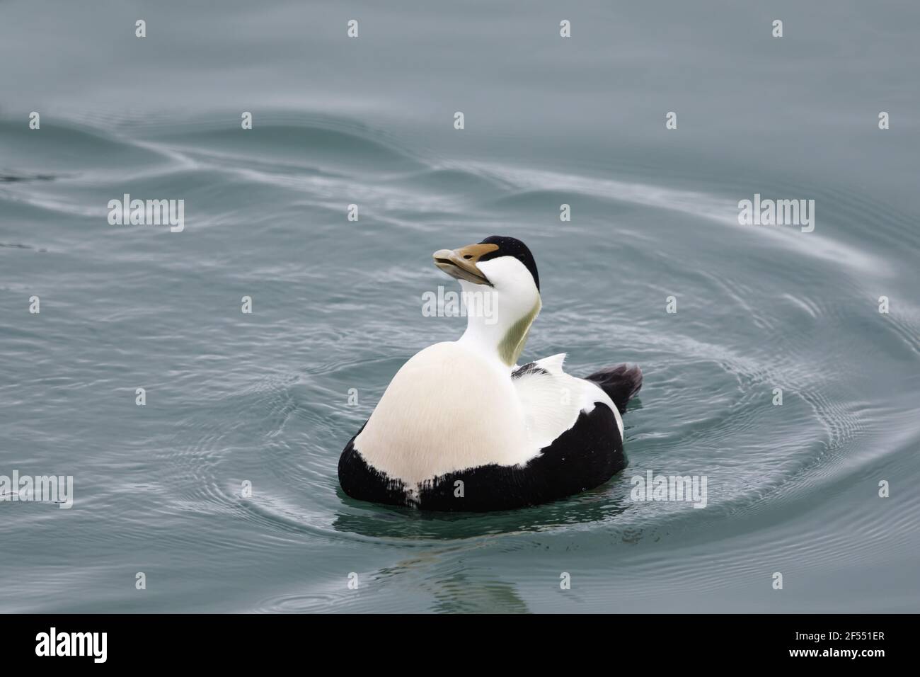 Common Eider - male displaying Somateria mollissima Jokulsarlon Lagoon ...