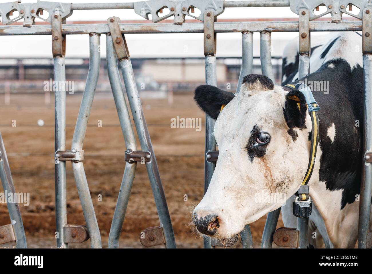 Cow udder stall hi-res stock photography and images - Alamy