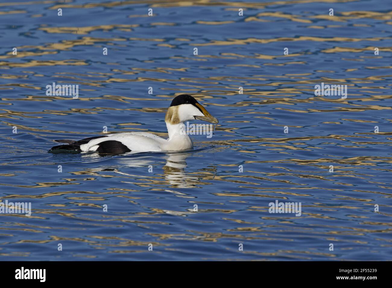 Common Eider - male swimming Somateria mollissima Merakkasletta ...