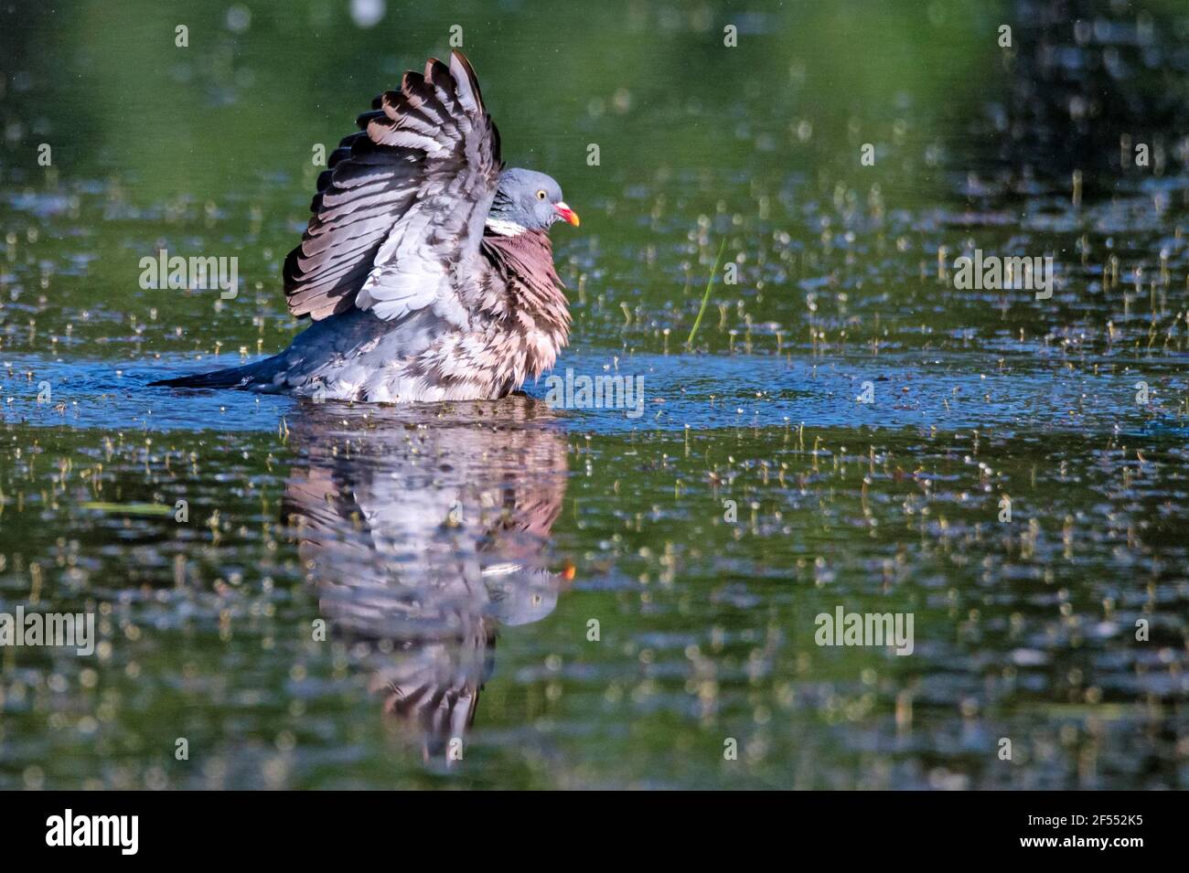 Pigeon taking off from tree hi-res stock photography and images - Alamy
