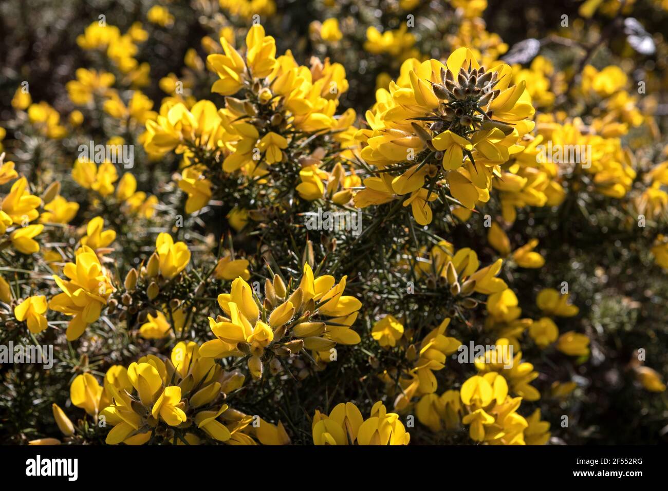Common gorse in bloom, coconut-perfumed, Studland National Trust Stock ...