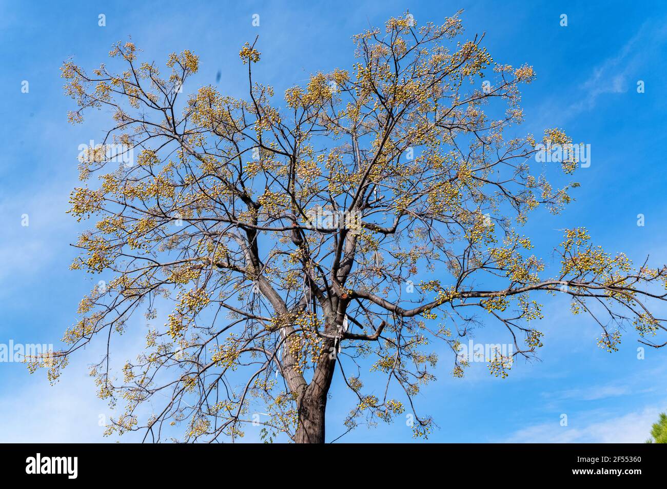 Melia azedarach, commonly known as the chinaberry tree, pride of India ...