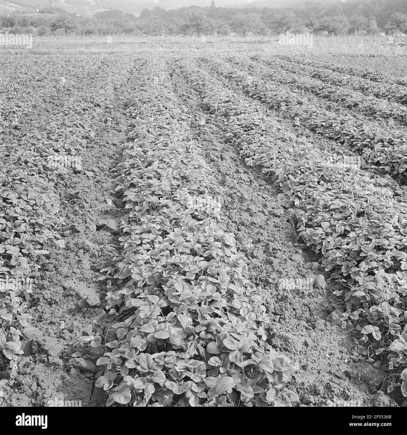 Ripe land plant Black and White Stock Photos & Images - Alamy