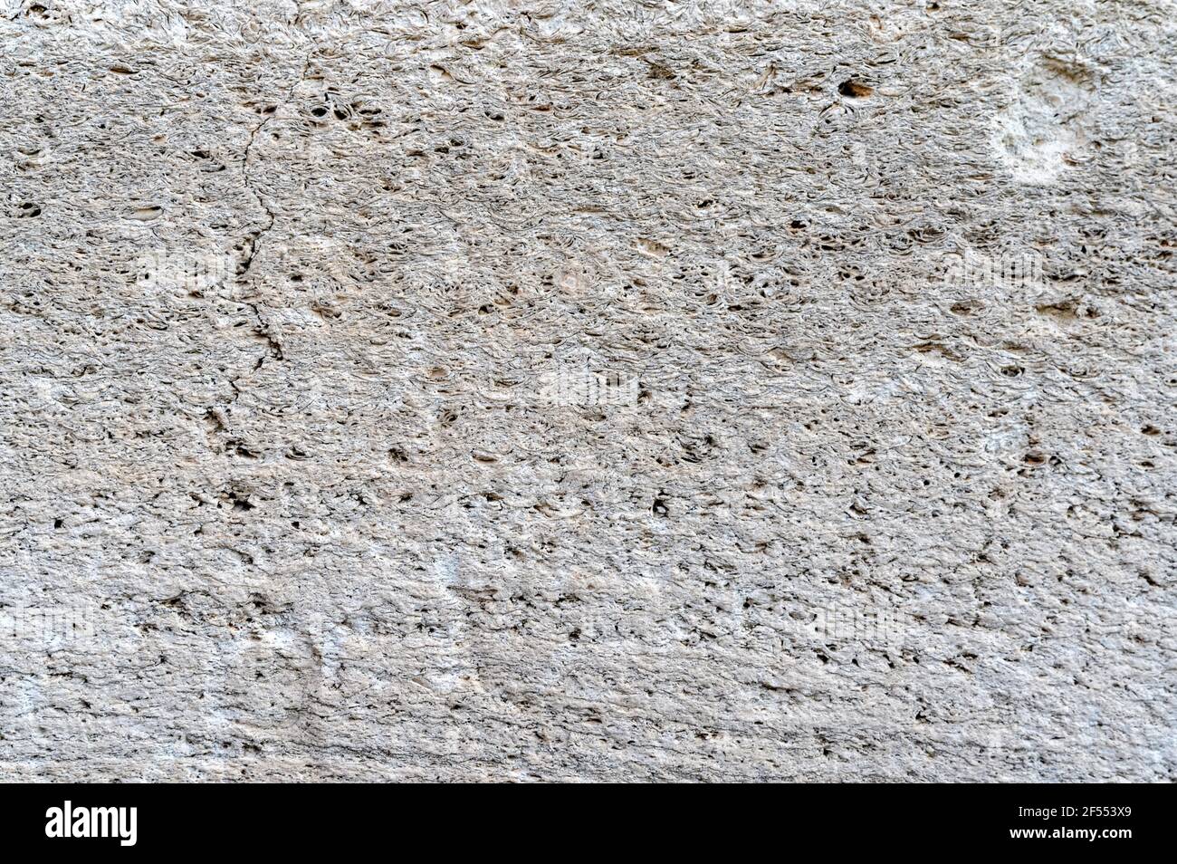 Texture made of close-up image of shell rock surface white and gray ...
