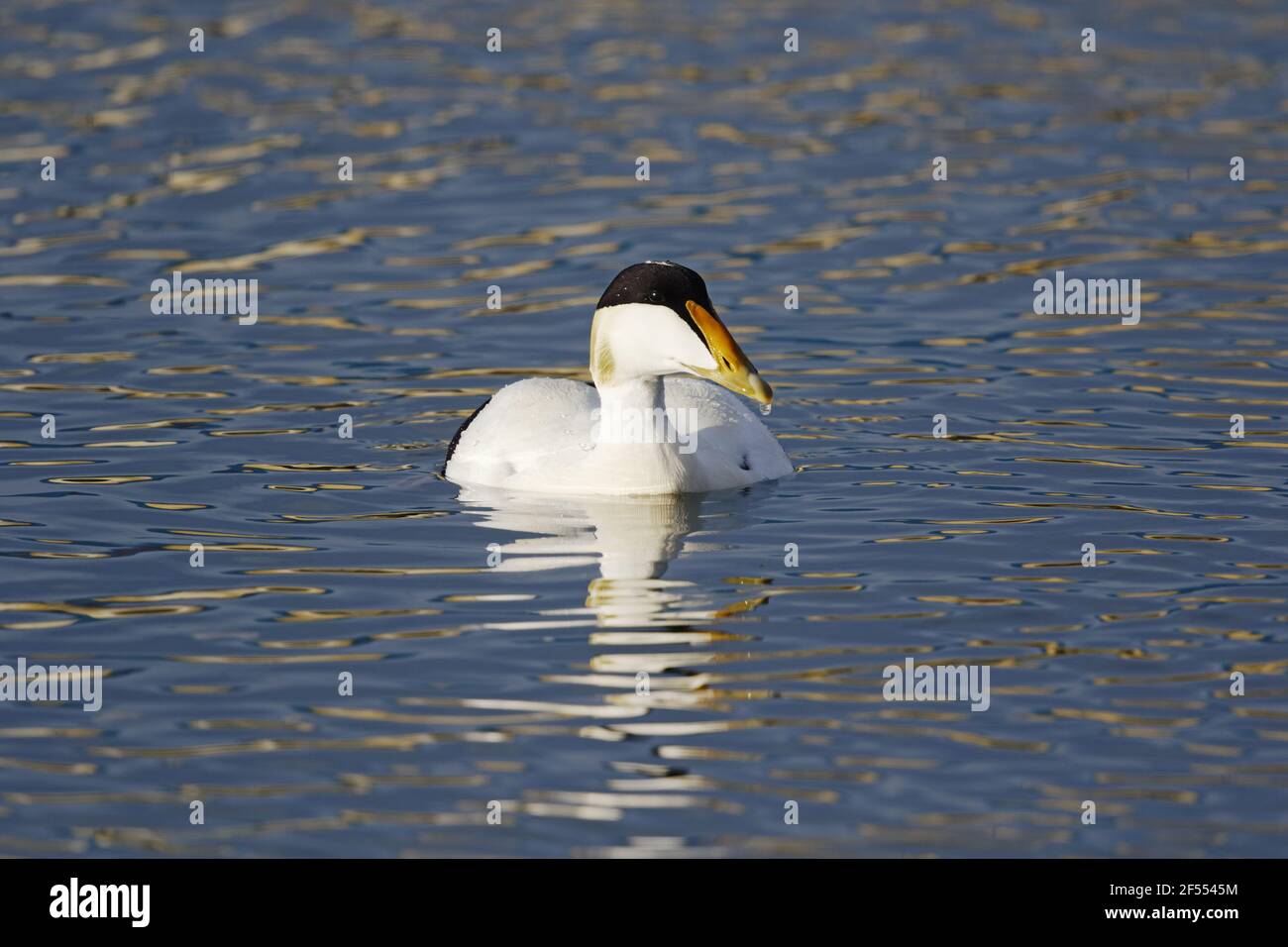 Common Eider - male swimming Somateria mollissima Merakkasletta ...