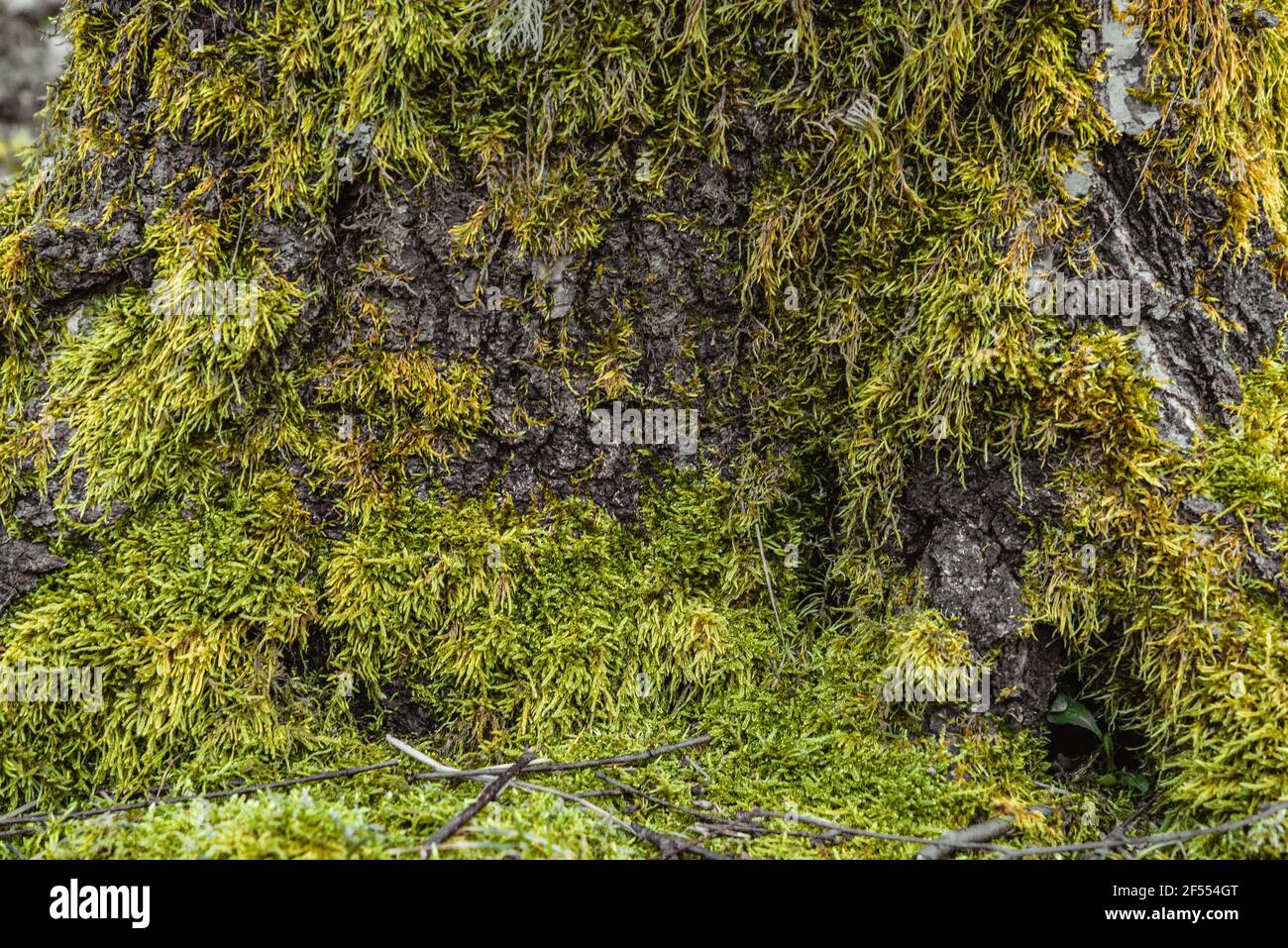 Layer of moss hi-res stock photography and images - Alamy