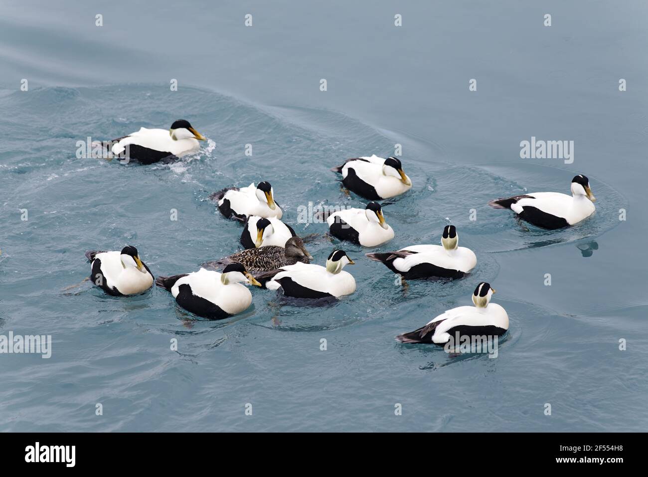 Common Eider - Group of males chasing female Somateria mollissima Jokulsarlon Lagoon Iceland ...