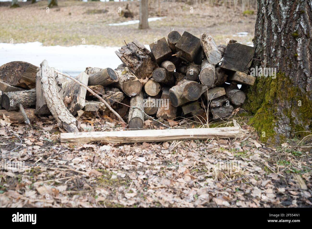 Sick tree hi-res stock photography and images - Alamy