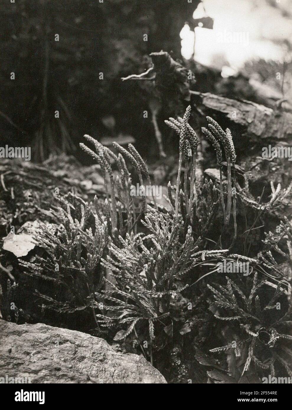 Europe. Flat bear glass cap (lycopodium Stock Photo - Alamy
