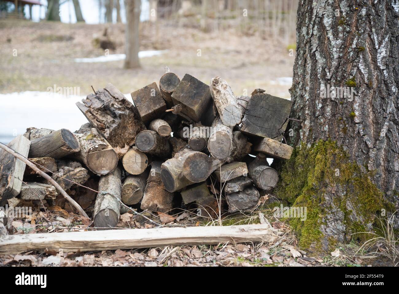 Sick tree hi-res stock photography and images - Alamy