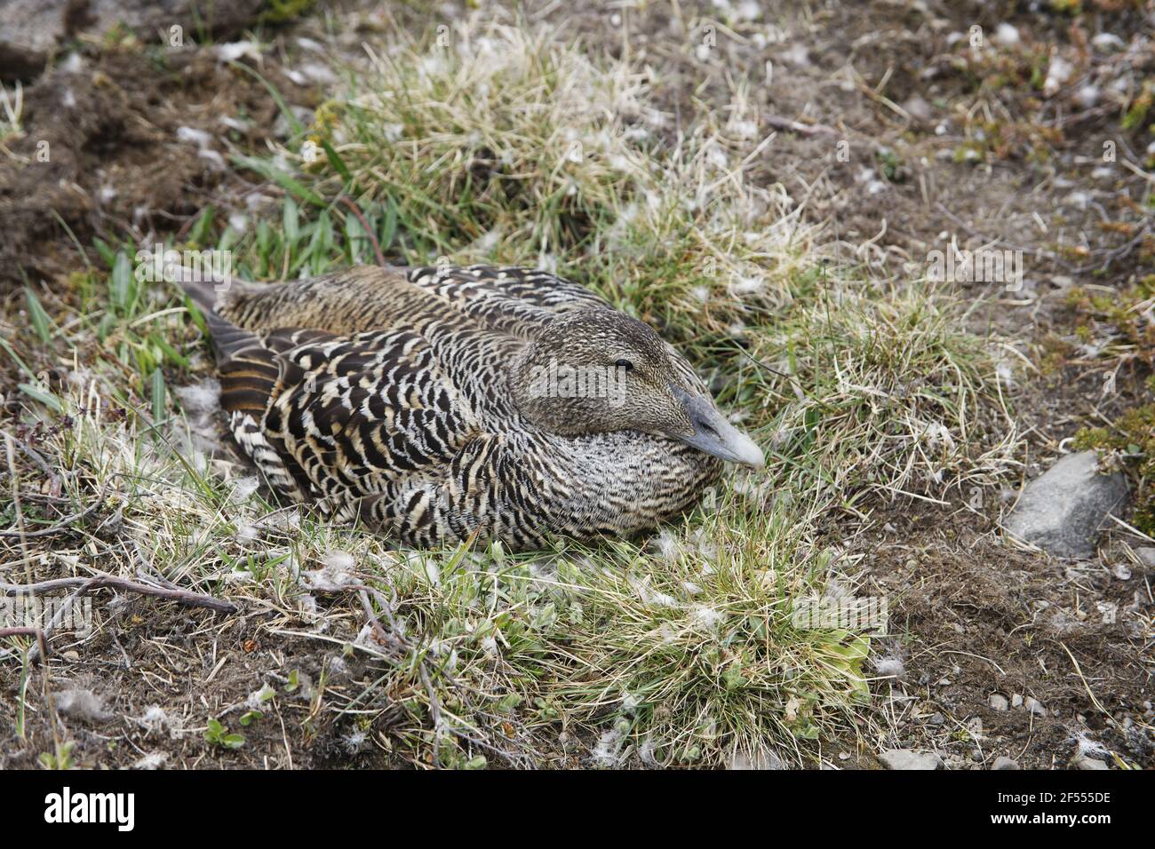 Female eider duck on nest hi-res stock photography and images - Alamy