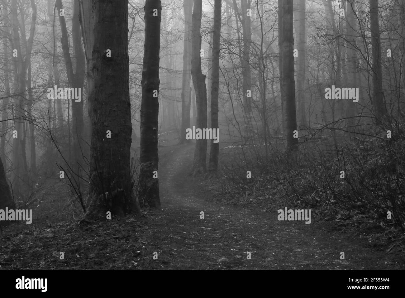 Foggy forest landscape trail dark hi-res stock photography and images ...