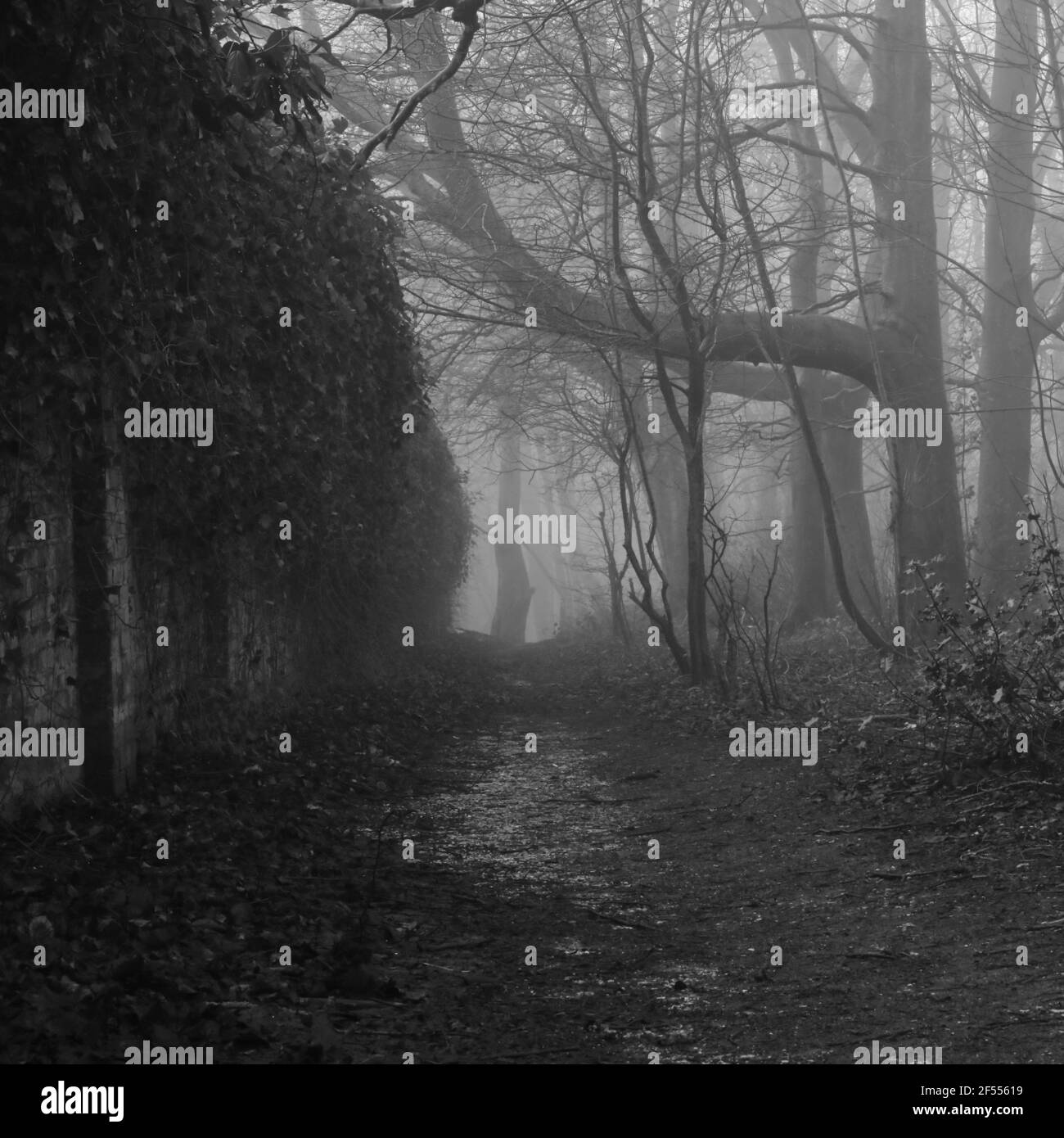 Moody forest pathway hi-res stock photography and images - Alamy