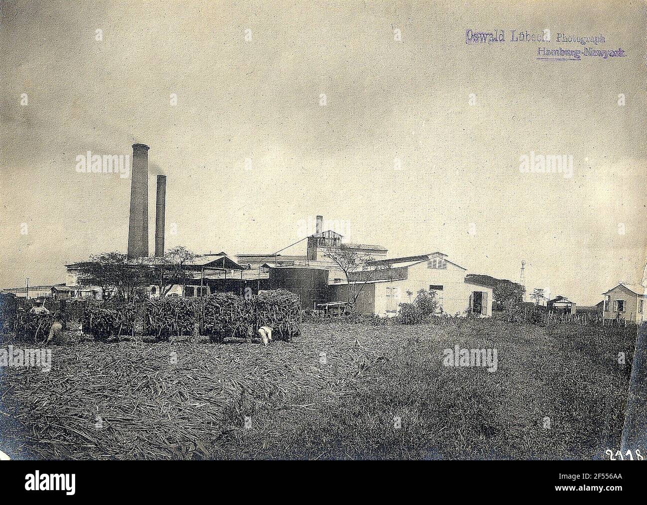 Barbados. Farmers in field work in front of a sugar factory Stock Photo ...