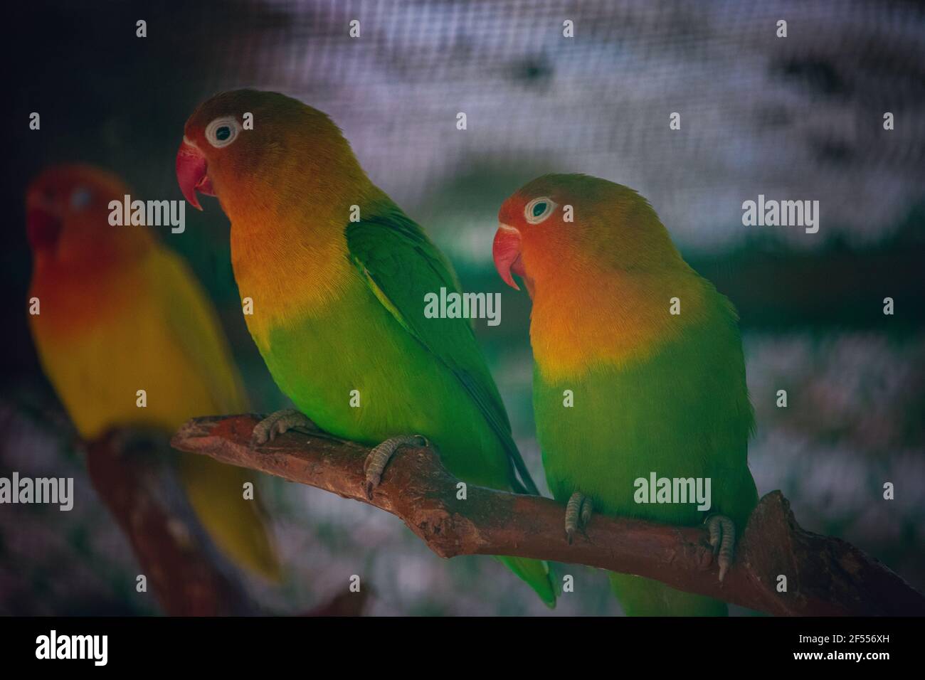 Birds of bangladesh hi-res stock photography and images - Alamy