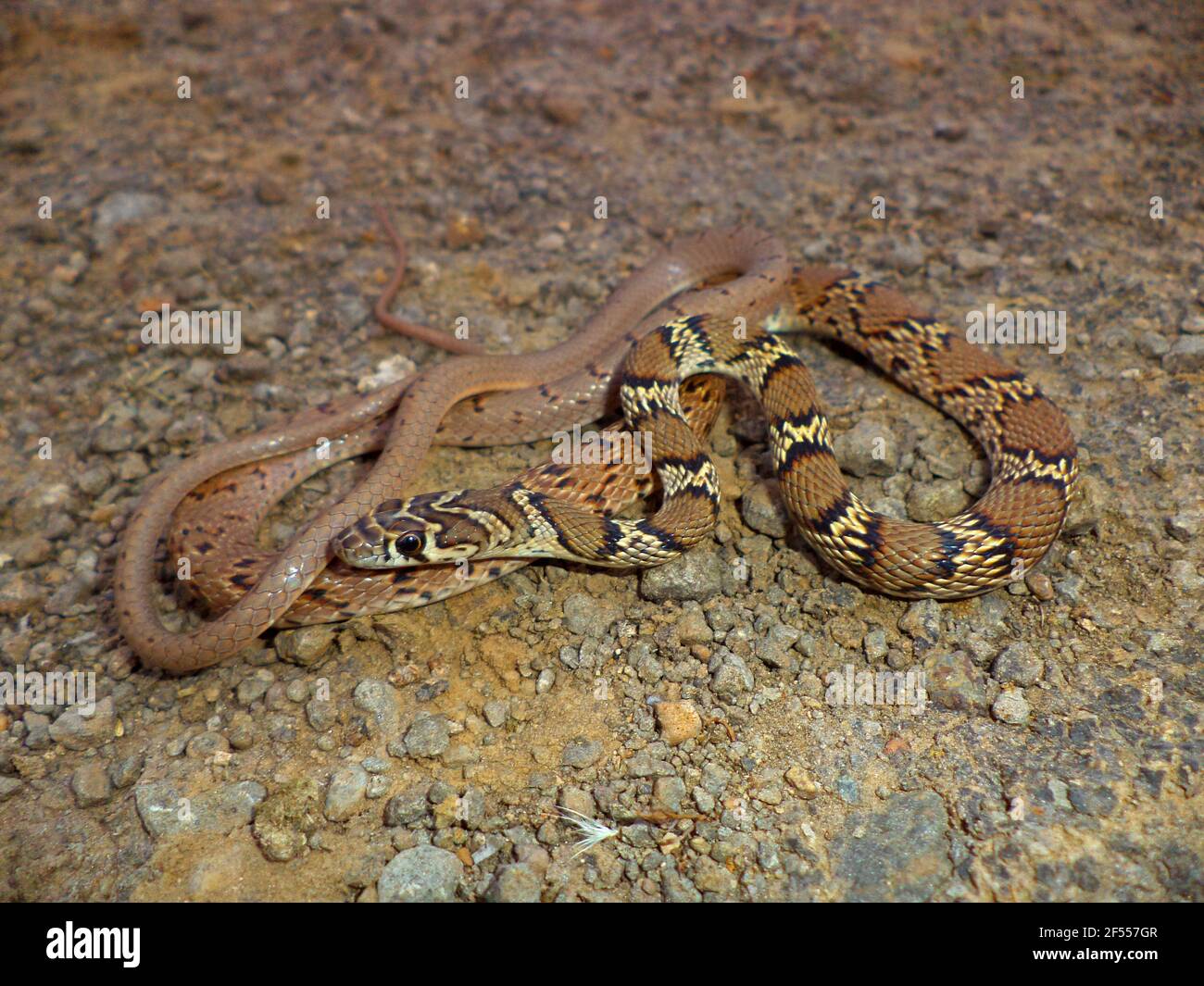 Gunther racer hi-res stock photography and images - Alamy