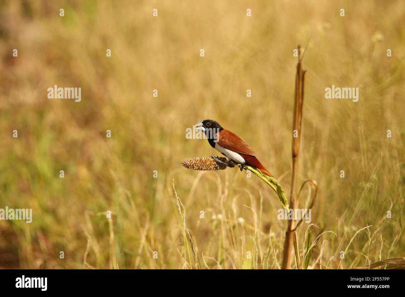Tricolored munia, Lonchura malacca, Satara, Maharashtra, India Stock ...
