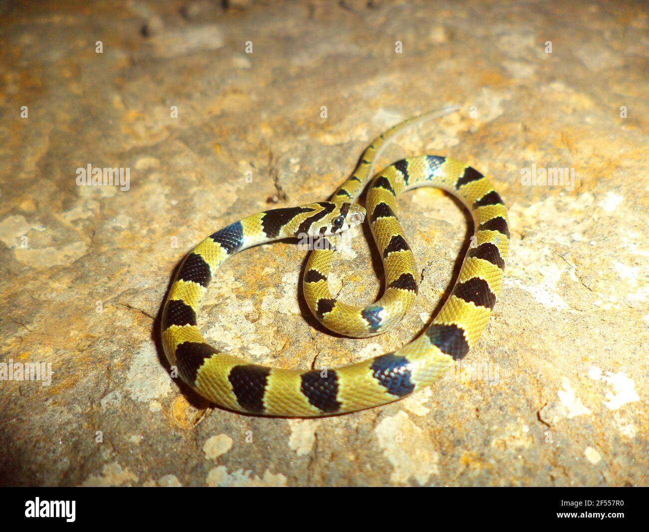 Closeup of Common Kukri snake, Oligodon arnensis, Satara, Maharashtra ...