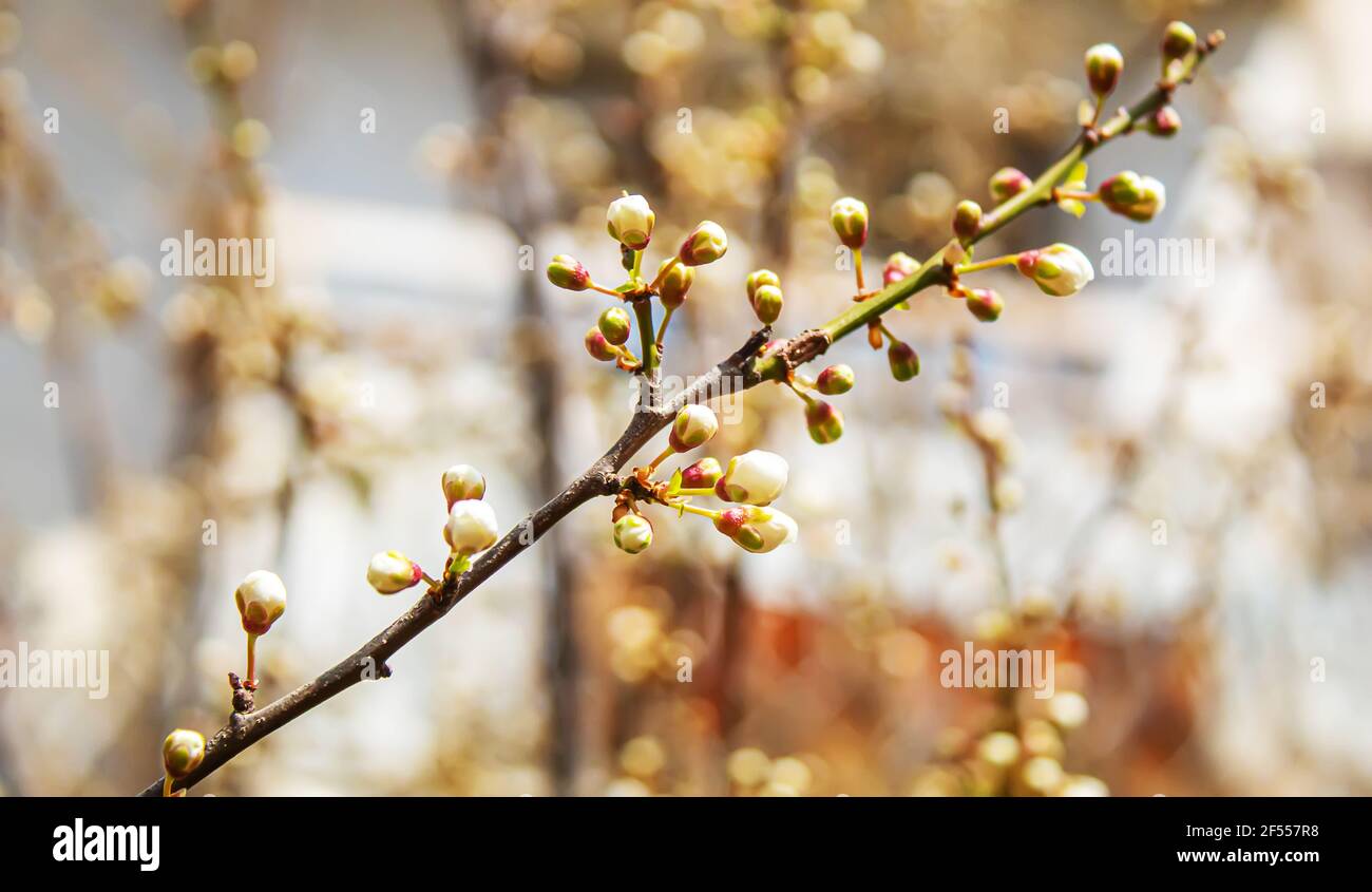 Blooming tree in spring. Fresh pink flowers on branch of fruit tree ...