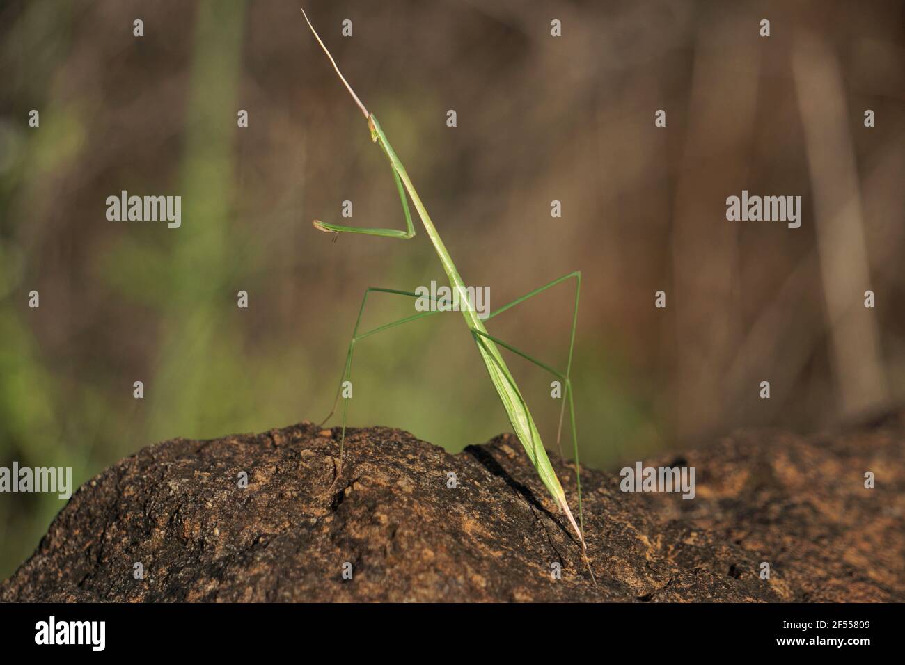 Twig mimic grass mantis hi-res stock photography and images - Alamy