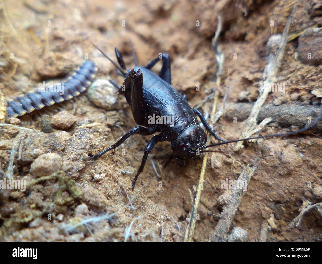 Female gryllus bimaculatus hi-res stock photography and images - Alamy