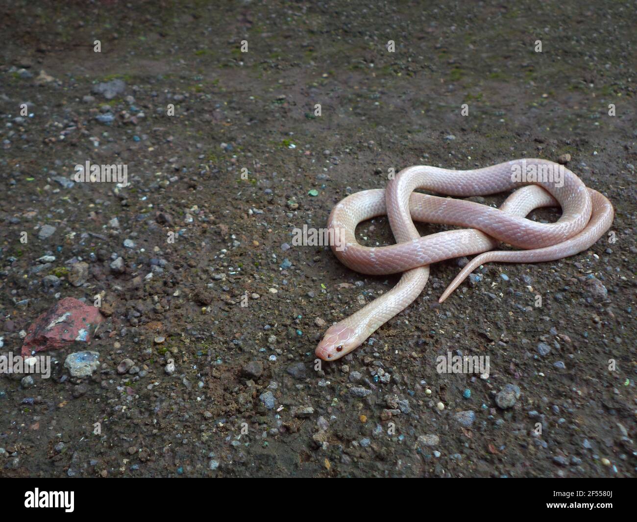 Albino common krait, Bungarus caeruleus, Karnataka, India Stock Photo ...