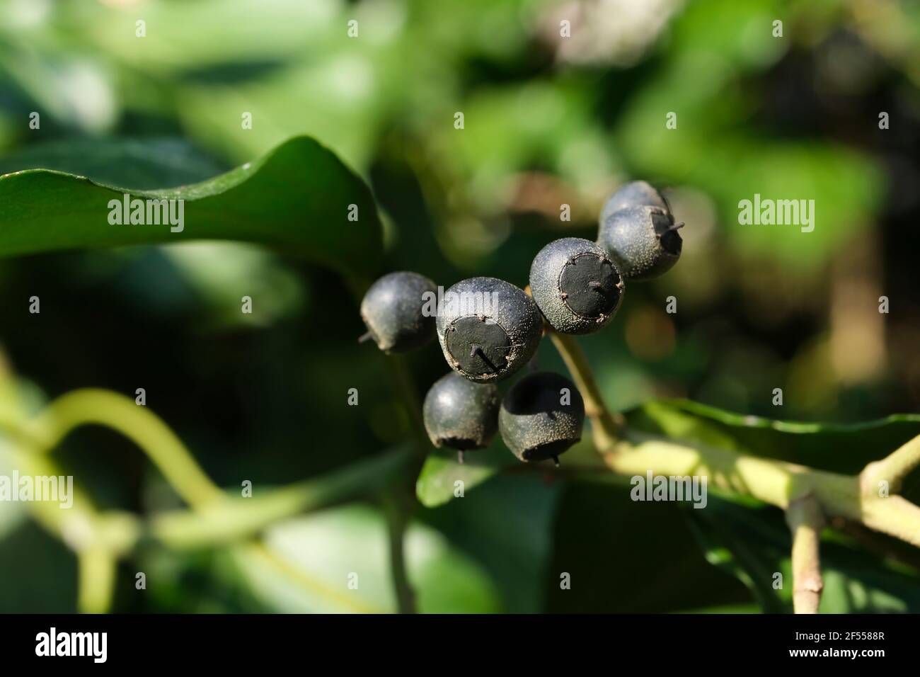 Black berry like globular clusters of ivy fruits as macro or close-up ...