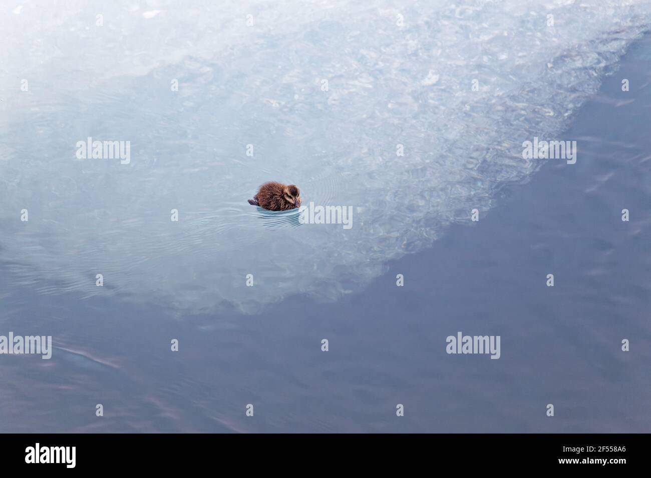 Baby eider duck chick on hi-res stock photography and images - Alamy