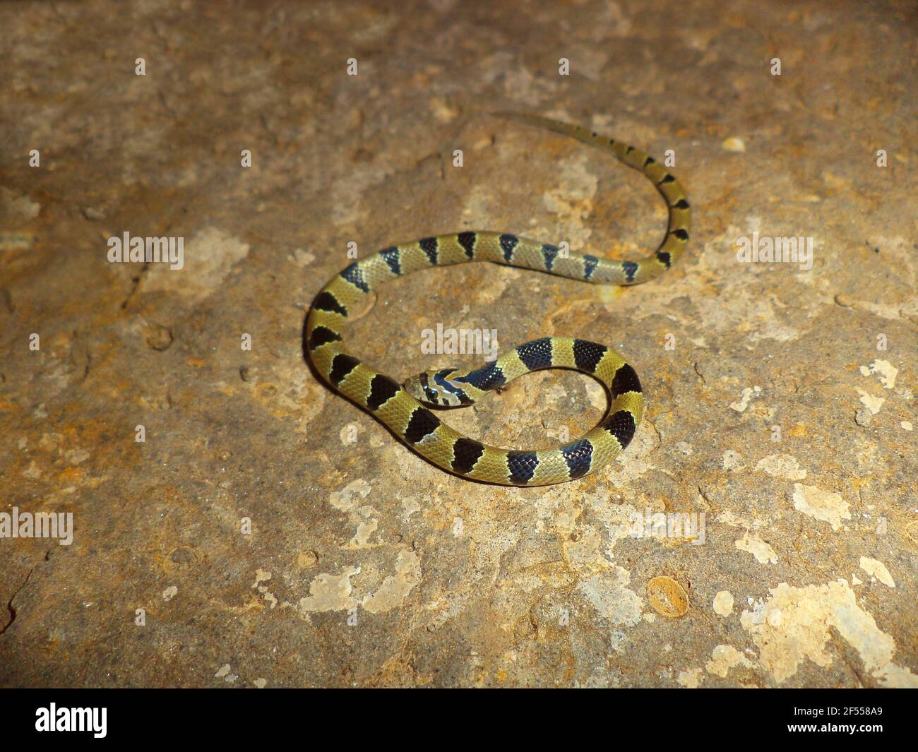 Striped kukri snake hi-res stock photography and images - Alamy