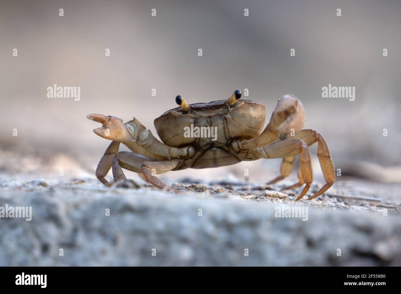Indian ground crab hi-res stock photography and images - Alamy