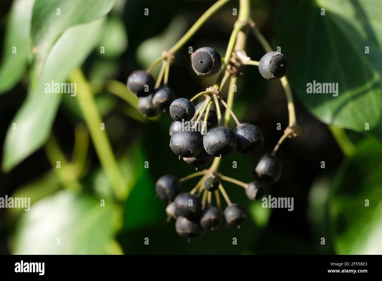 Clusters of seeds hi-res stock photography and images - Alamy
