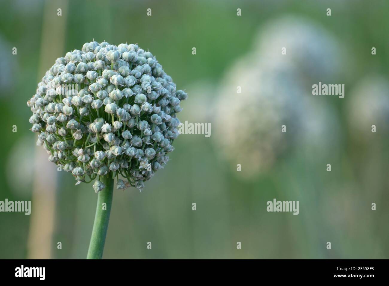 Onion earheads, Allium cepa, Satara, Maharashtra, India Stock Photo - Alamy