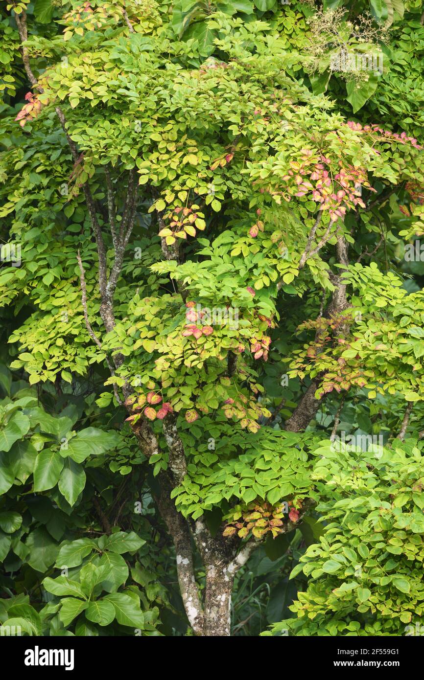 Colourful tree hi-res stock photography and images - Alamy