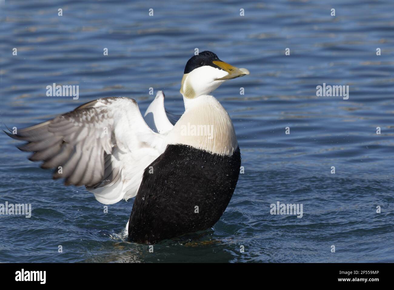 Common Eider - male flapping wings Somateria mollissima Merakkasletta Peninsular Iceland ...