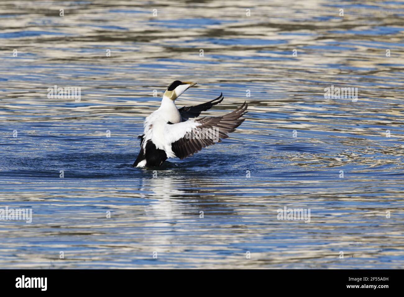 Common Eider - male flapping wings Somateria mollissima Merakkasletta Peninsular Iceland ...